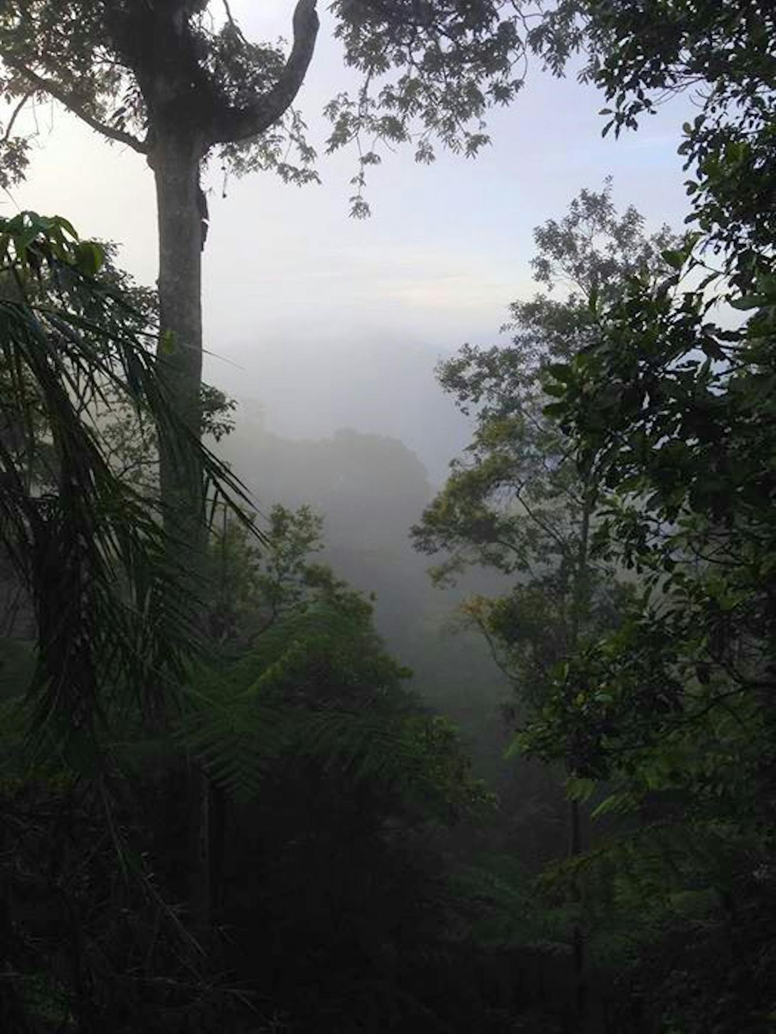 Peninsular Malaysian Montane Rainforests One Earth